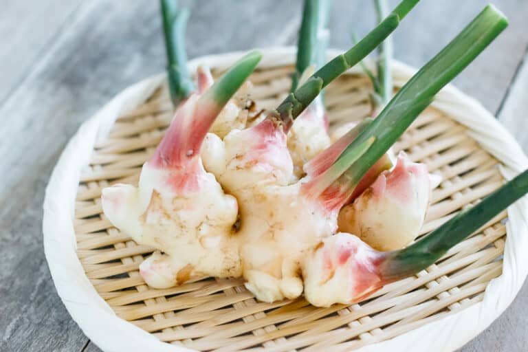Gari ガリ (Japanese Pickled Ginger Recipe) - Chopstick Chronicles